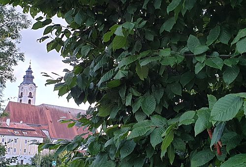 Éffata! - Öffne dich!