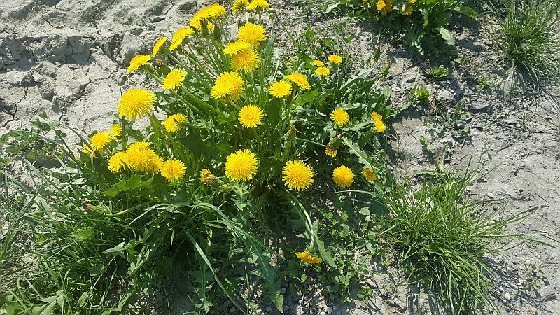 "Ich bin gekommen, damit sie das Leben in Fülle haben!"